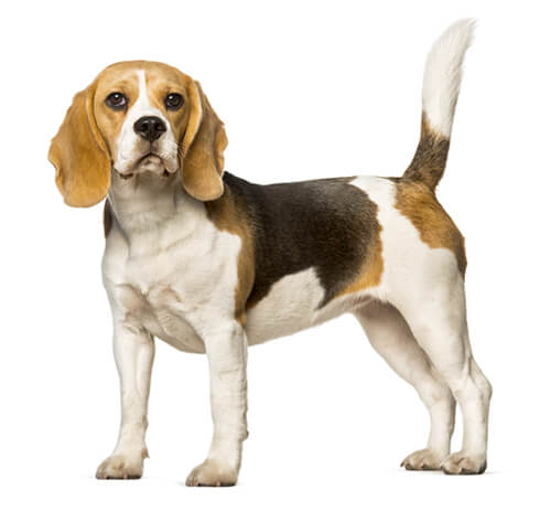 Информация за породата кучета Бигъл | Purina