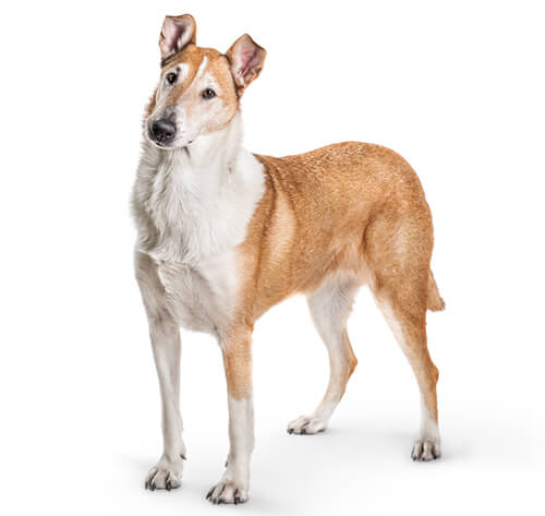 Информация за породата кучета Късокосместо Коли | Purina