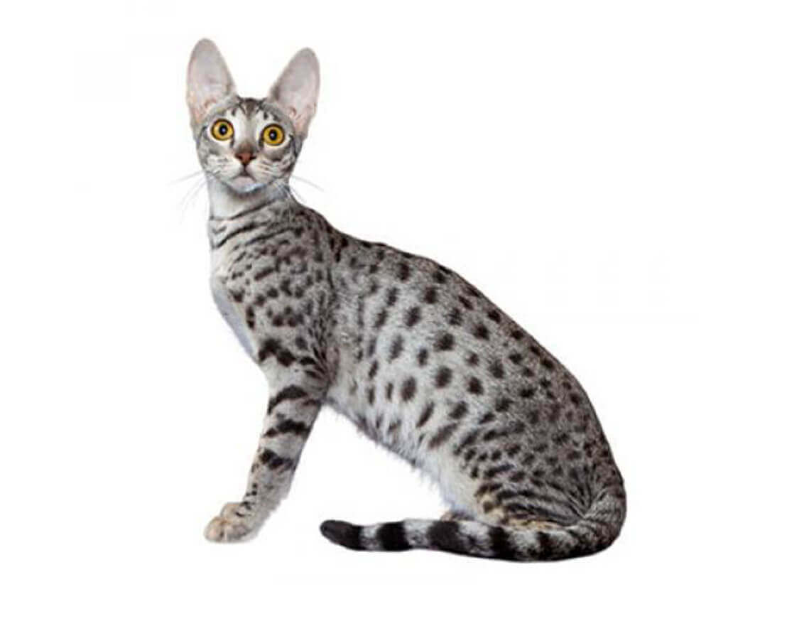 Информация за породата Котка Савана | Purina BG